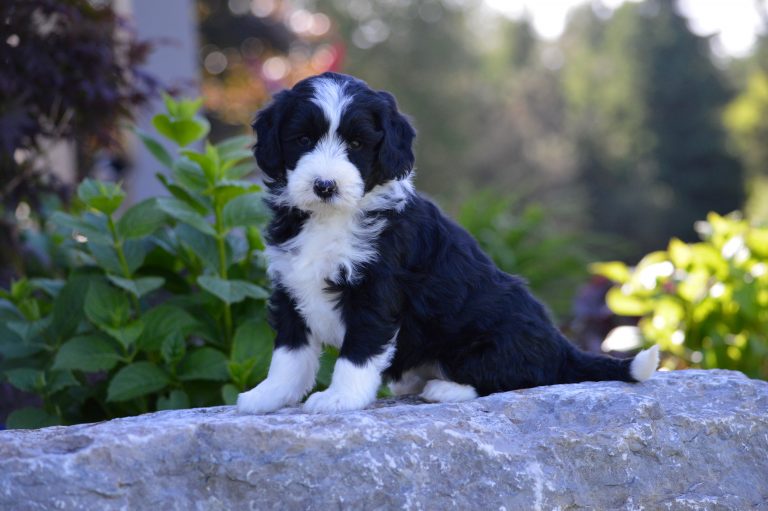Mini Sheepadoodles – I Love My Sheepadoodle