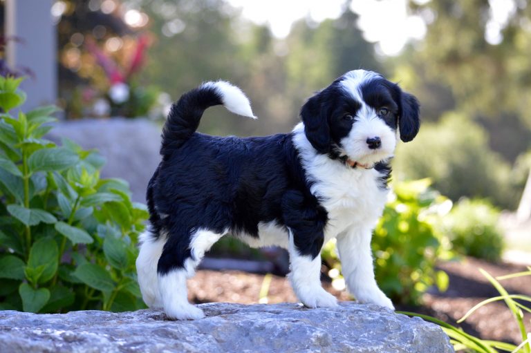 Mini Sheepadoodles – I Love My Sheepadoodle