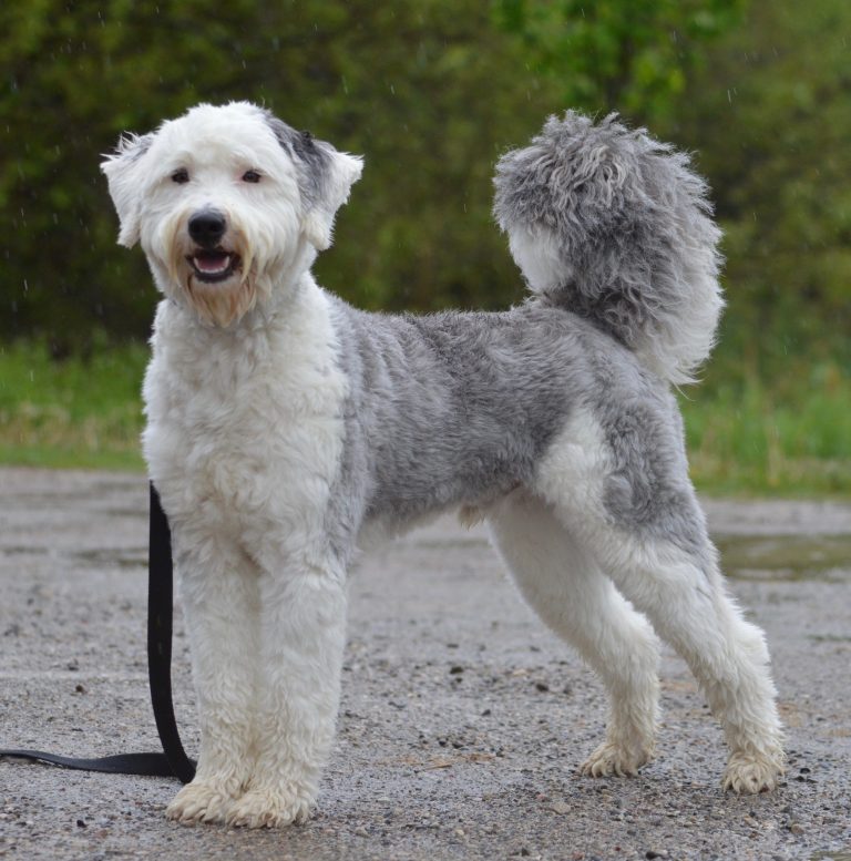 Moyen Sheepadoodles – I Love My Sheepadoodle