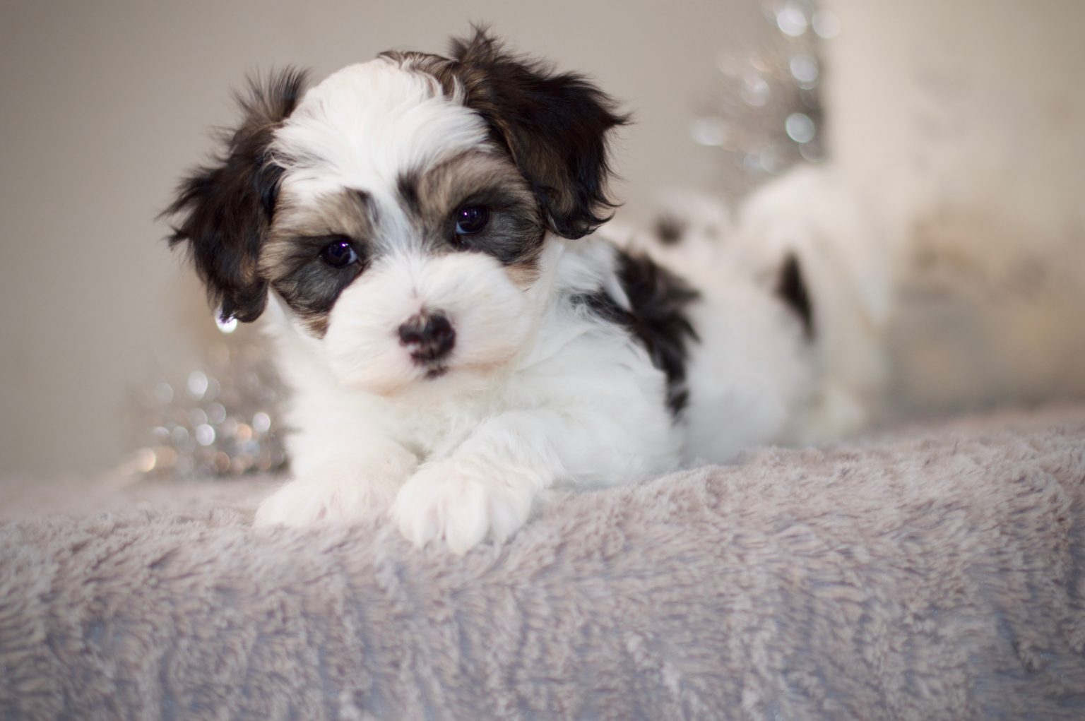 Tiny Sheepadoodles – I Love My Sheepadoodle