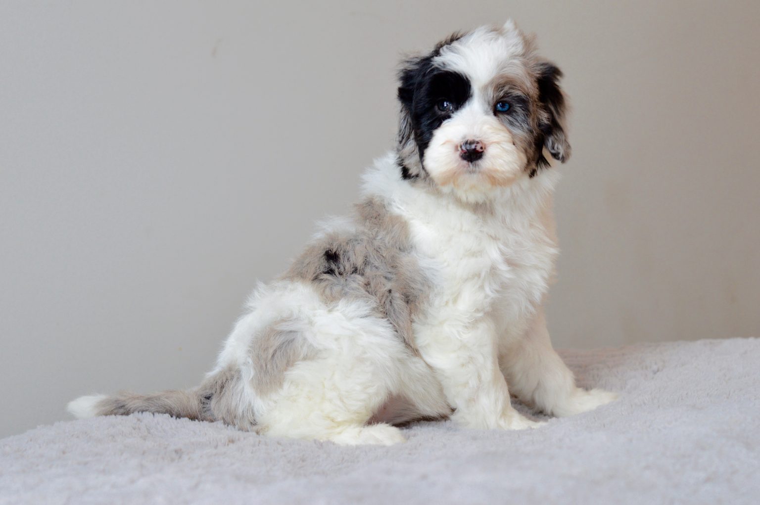 Mini Sheepadoodles – I Love My Sheepadoodle