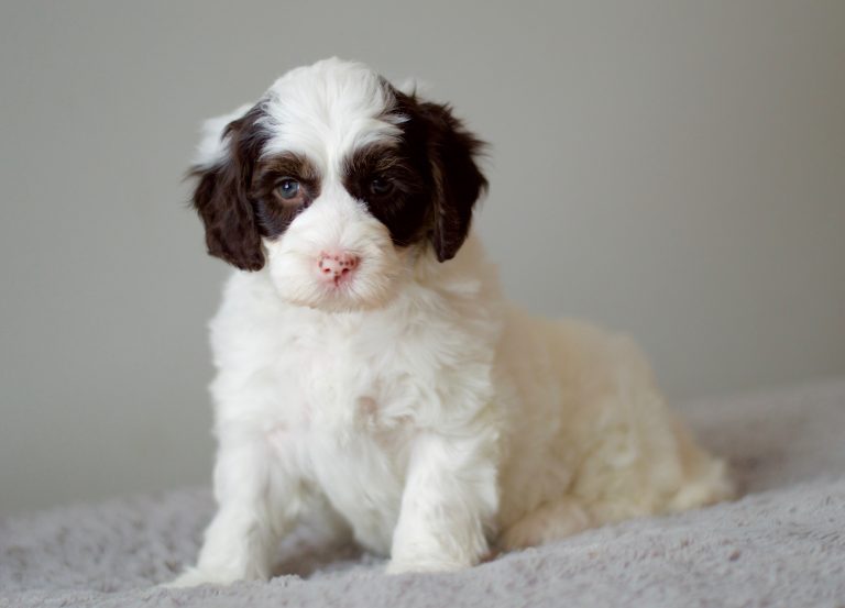Mini Sheepadoodles – I Love My Sheepadoodle