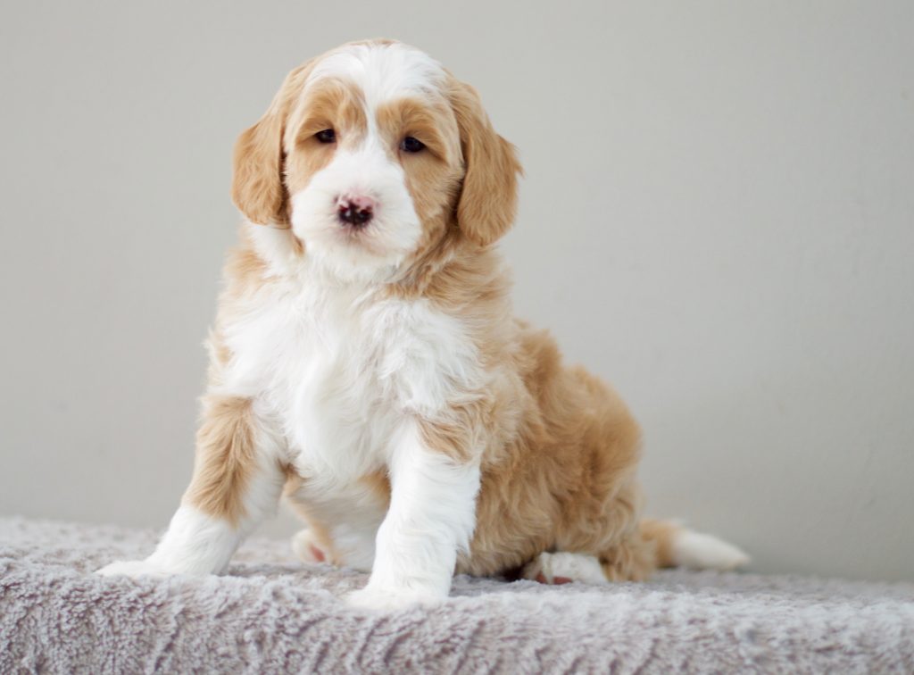 Mini Sheepadoodles – I Love My Sheepadoodle