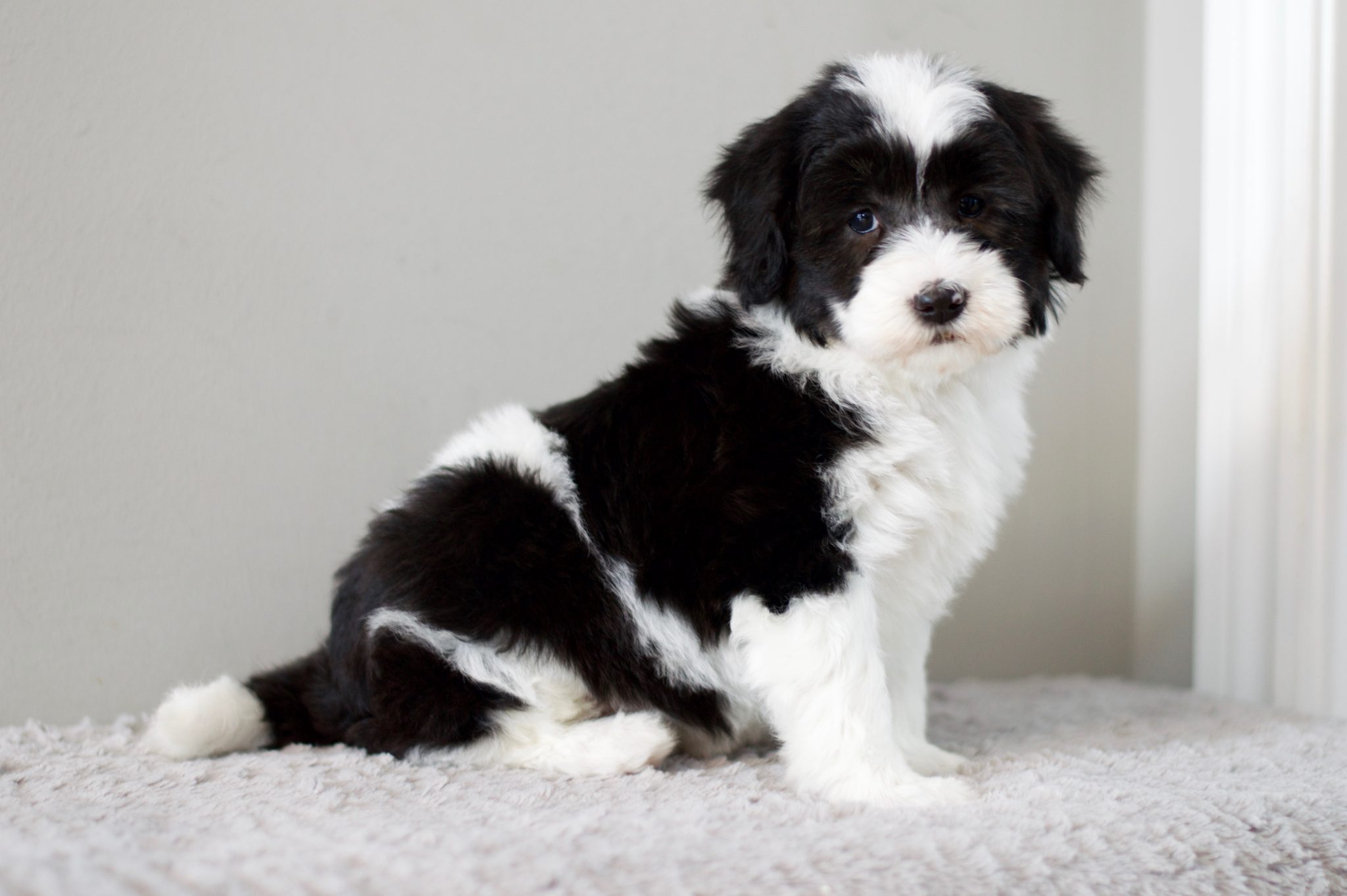 Mini Sheepadoodles – I Love My Sheepadoodle