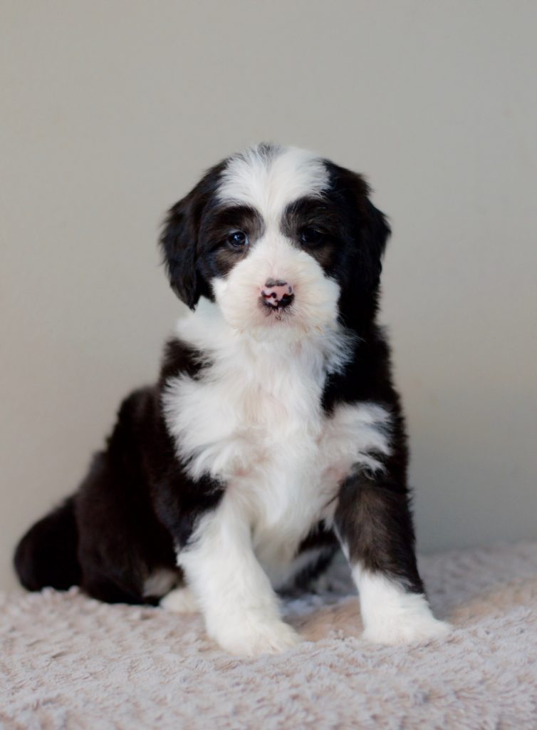 Mini Sheepadoodles – I Love My Sheepadoodle