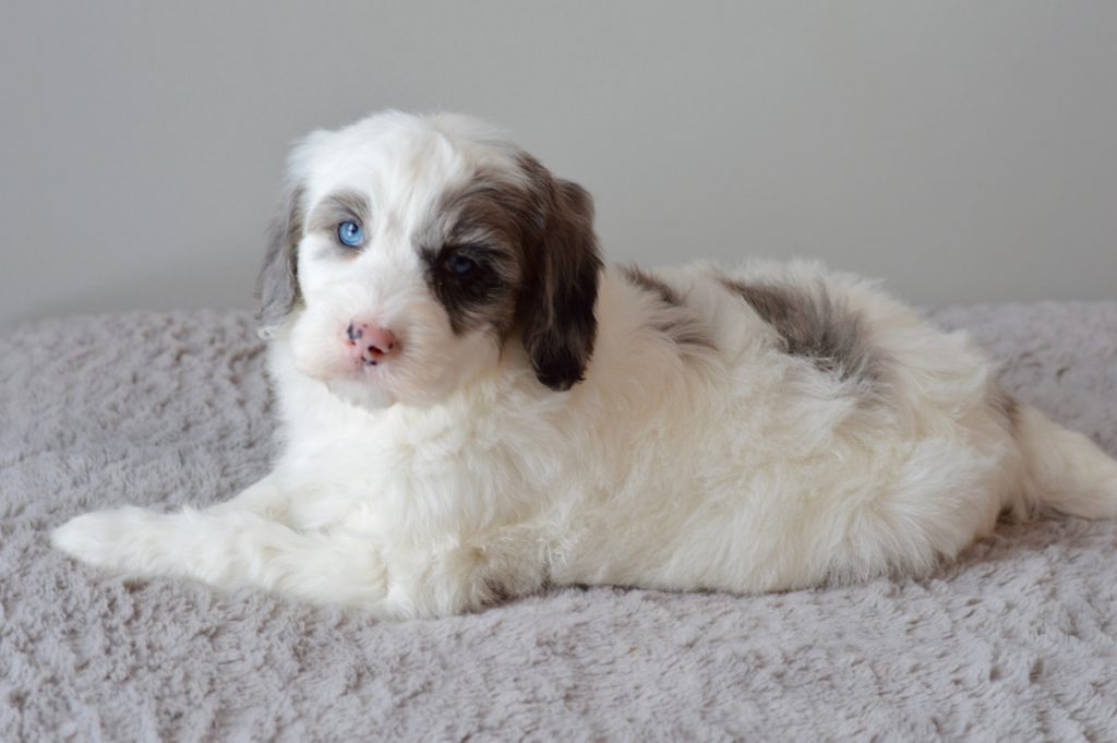 Mini Sheepadoodles – I Love My Sheepadoodle