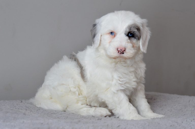 Mini Sheepadoodles – I Love My Sheepadoodle