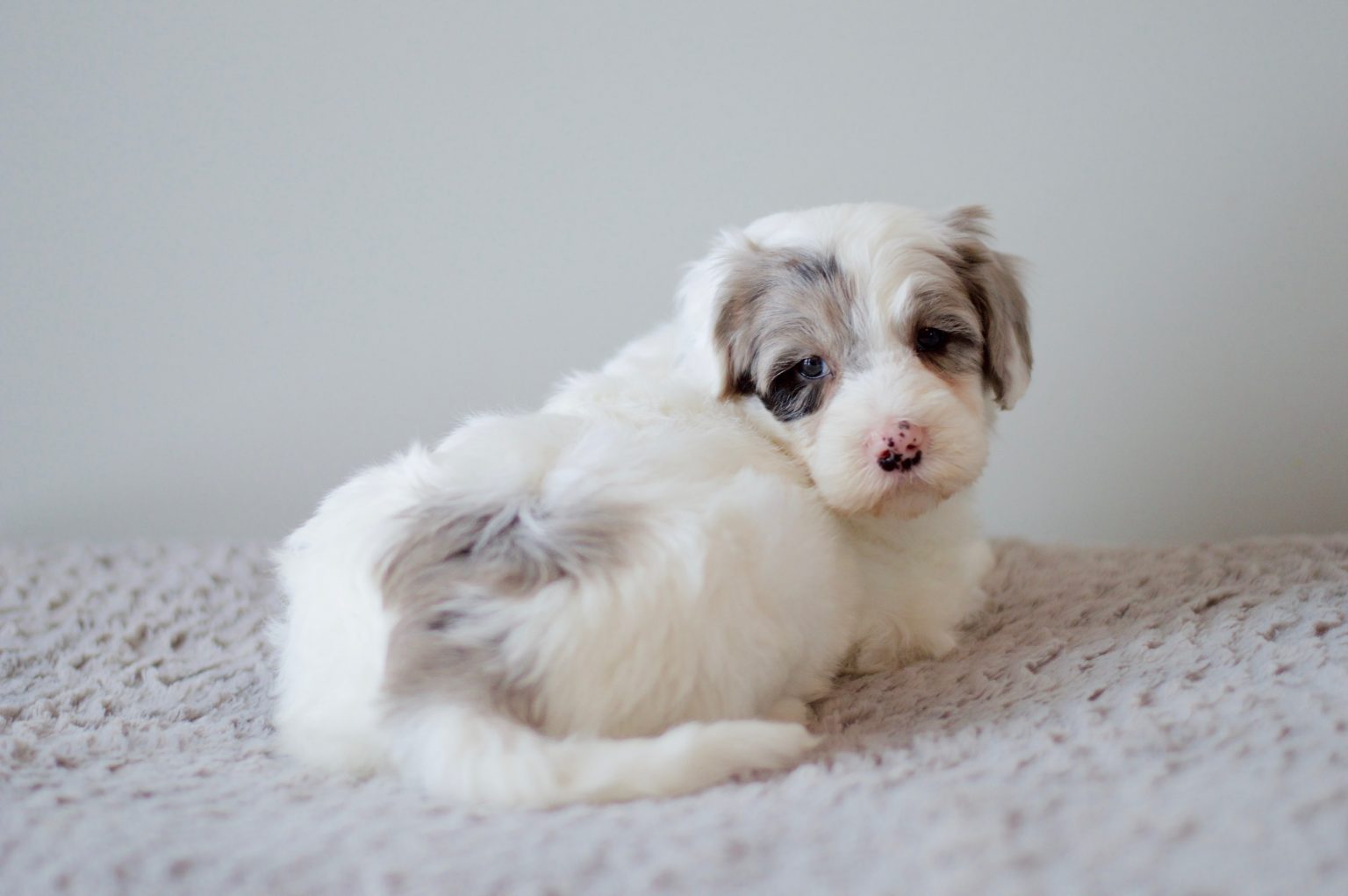 Mini Sheepadoodles – I Love My Sheepadoodle