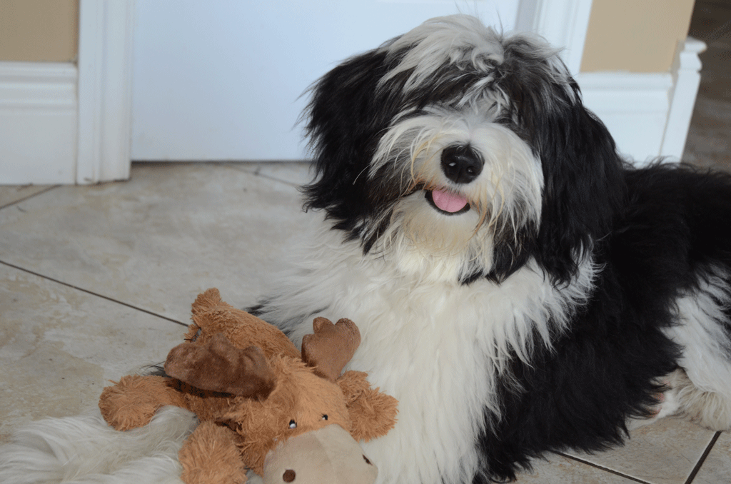 Tiny Sheepadoodles – I Love My Sheepadoodle