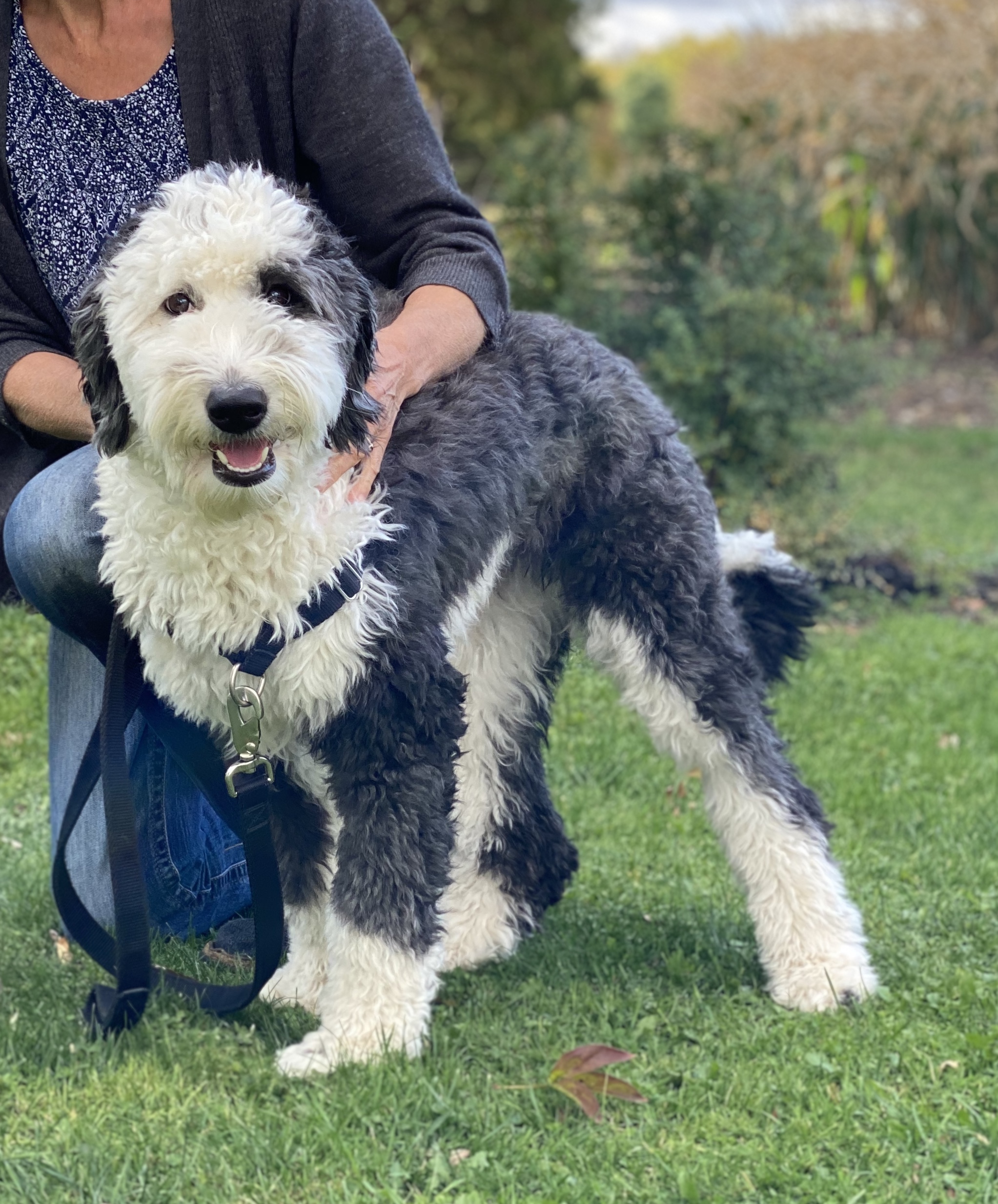 Moyen Sheepadoodles – I Love My Sheepadoodle