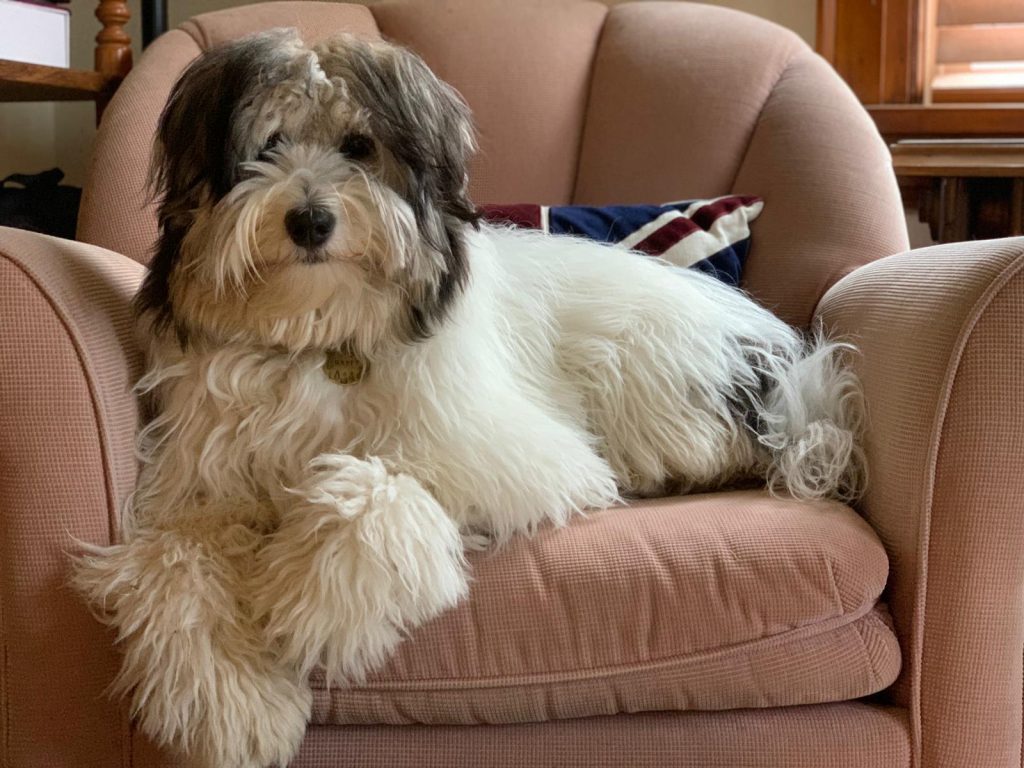 Tiny Sheepadoodles – I Love My Sheepadoodle