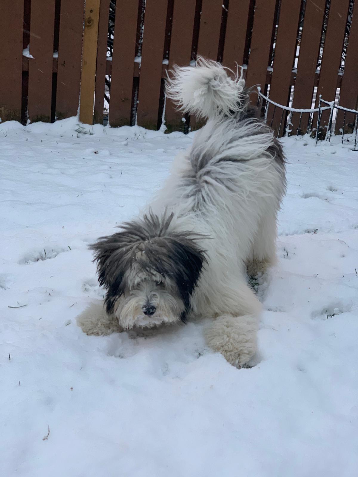 Tiny Sheepadoodles – I Love My Sheepadoodle