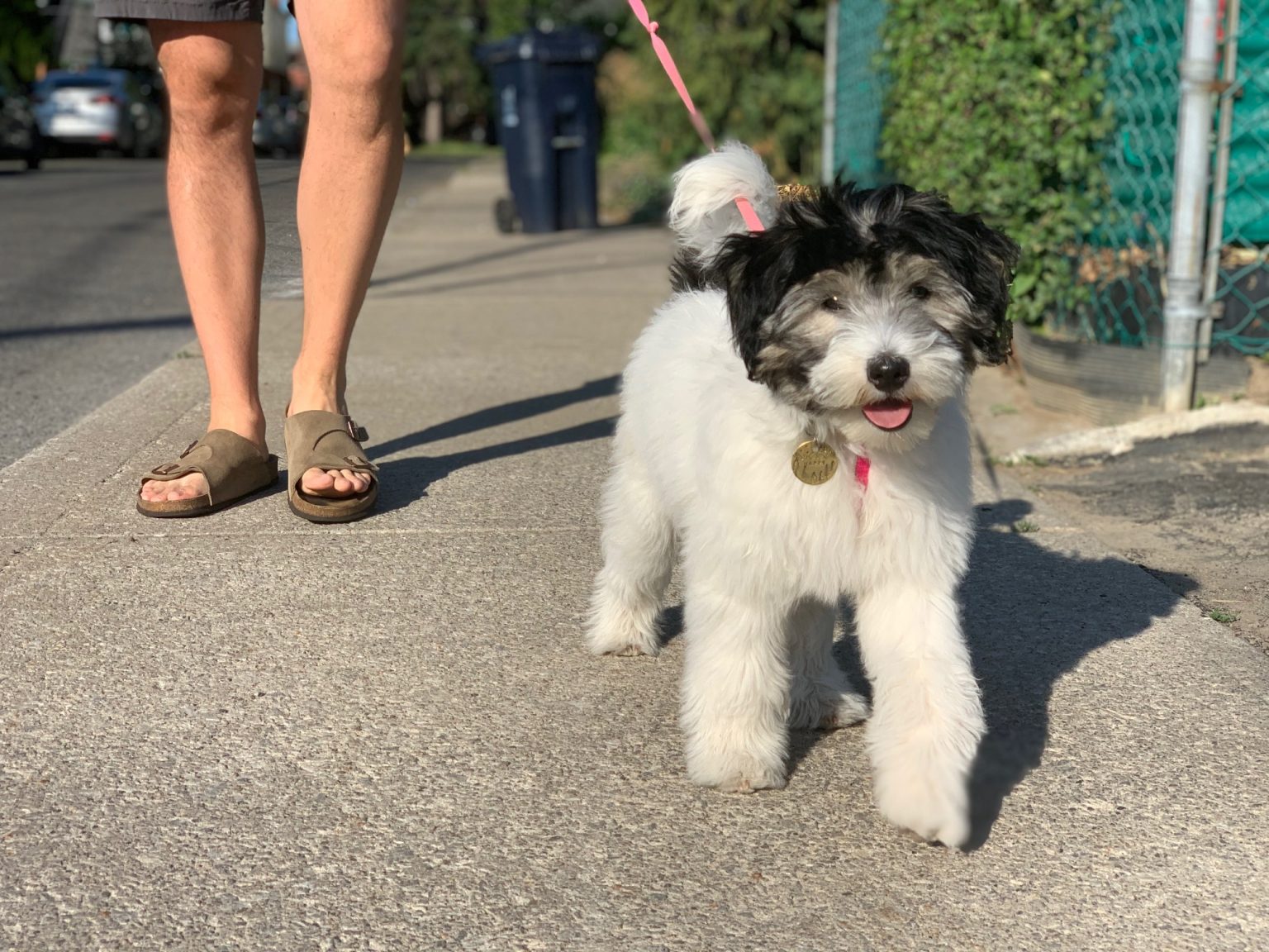 Tiny Sheepadoodles – I Love My Sheepadoodle