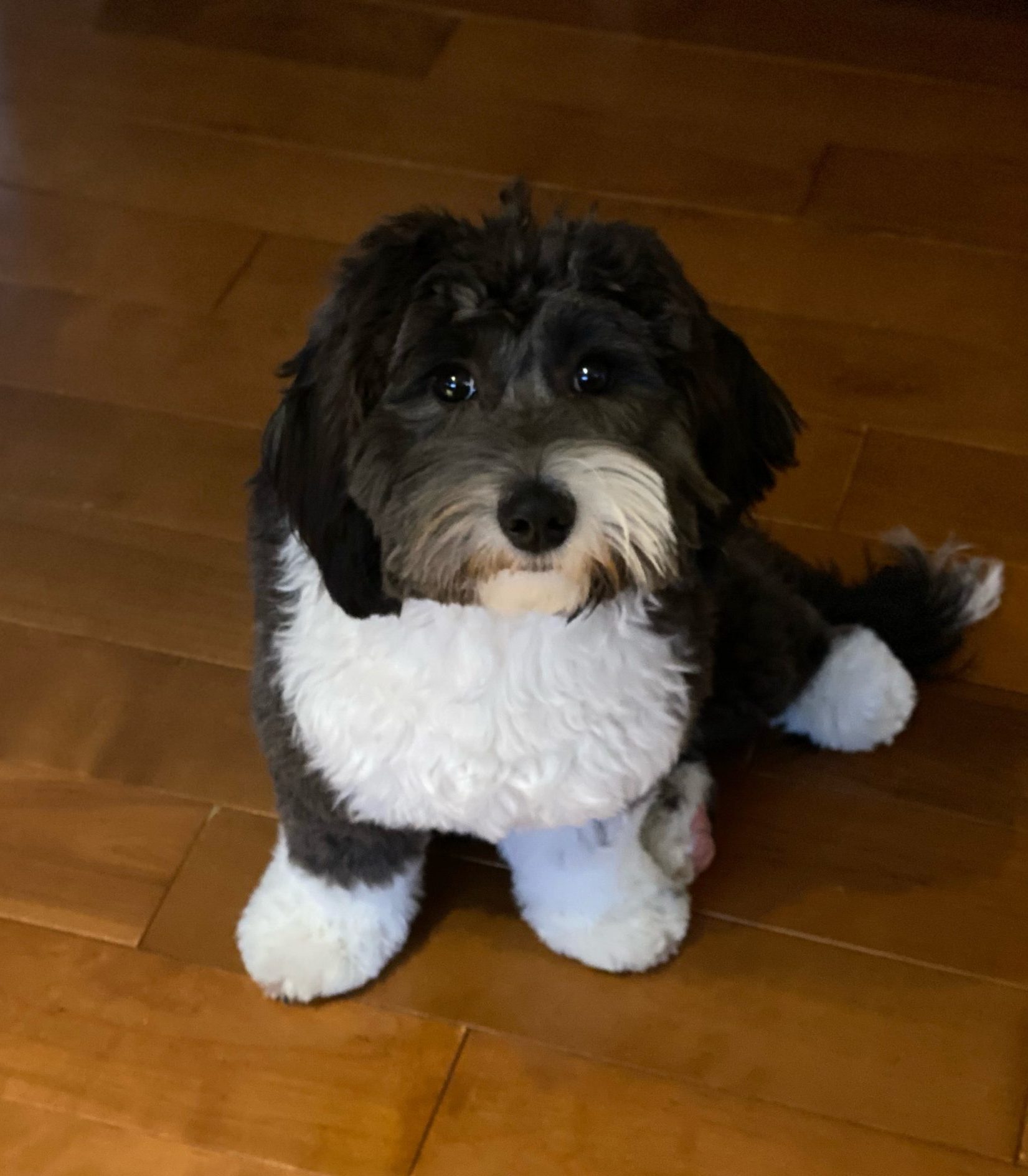 Tiny Sheepadoodles – I Love My Sheepadoodle