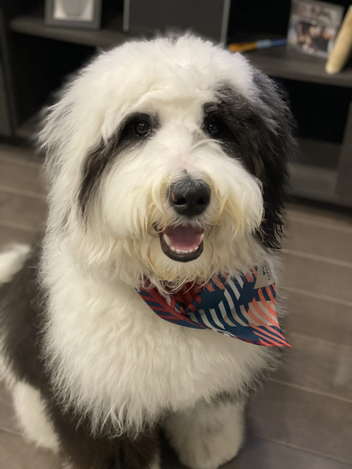 Mini Sheepadoodles – I Love My Sheepadoodle