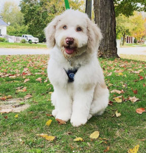 Mini Sheepadoodles – I Love My Sheepadoodle