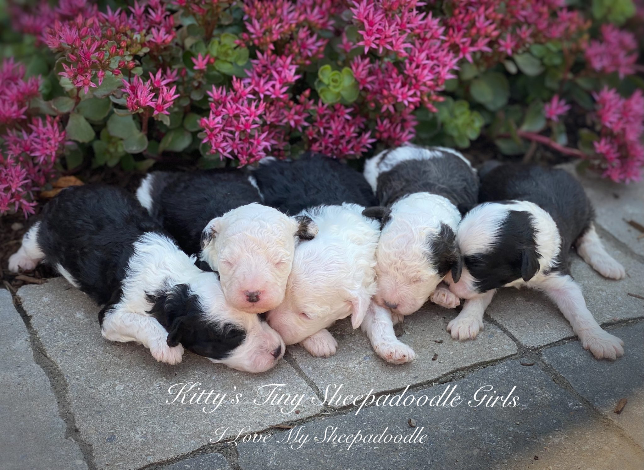 Tiny Sheepadoodles – I Love My Sheepadoodle