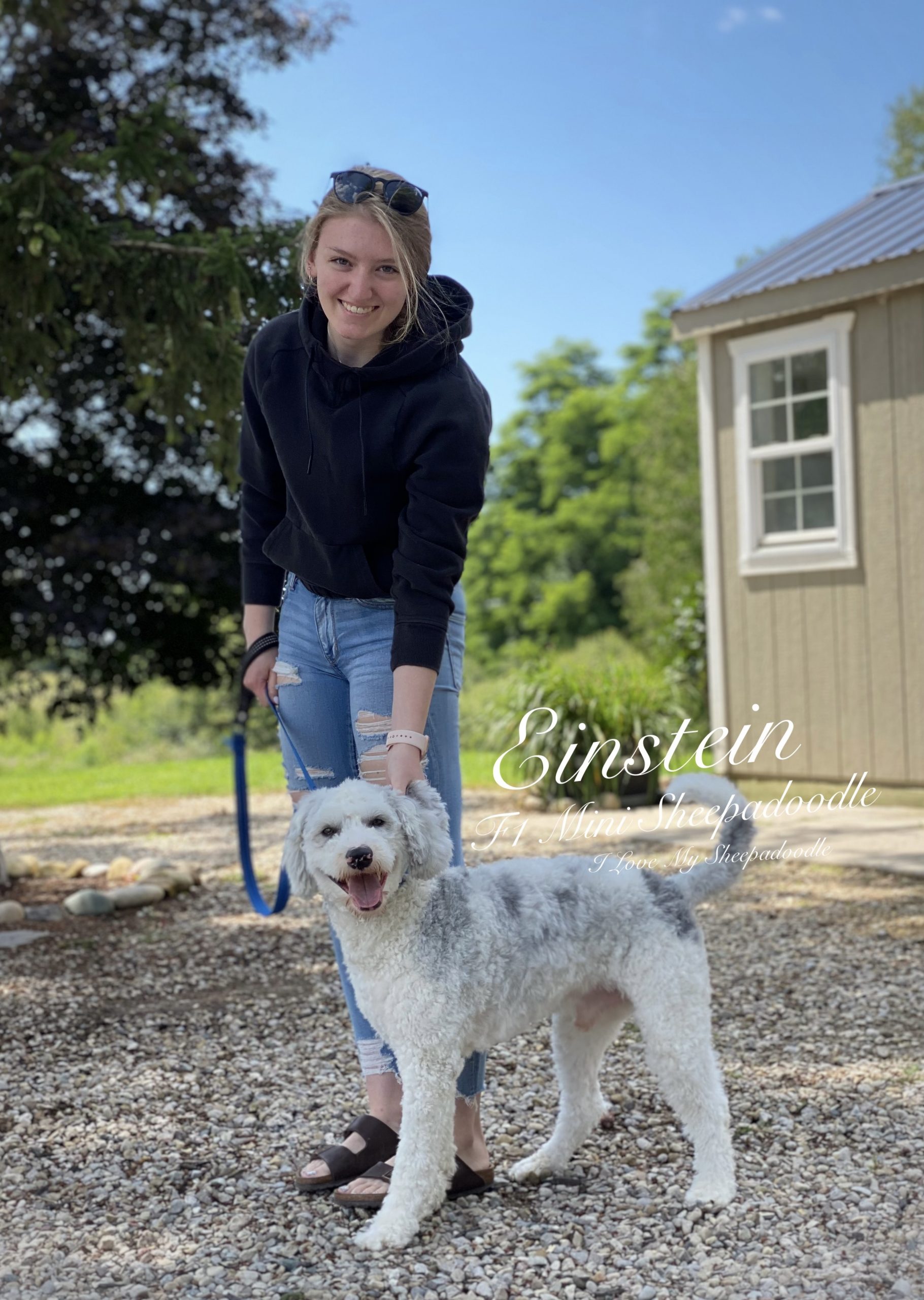 Moyen Sheepadoodles – I Love My Sheepadoodle