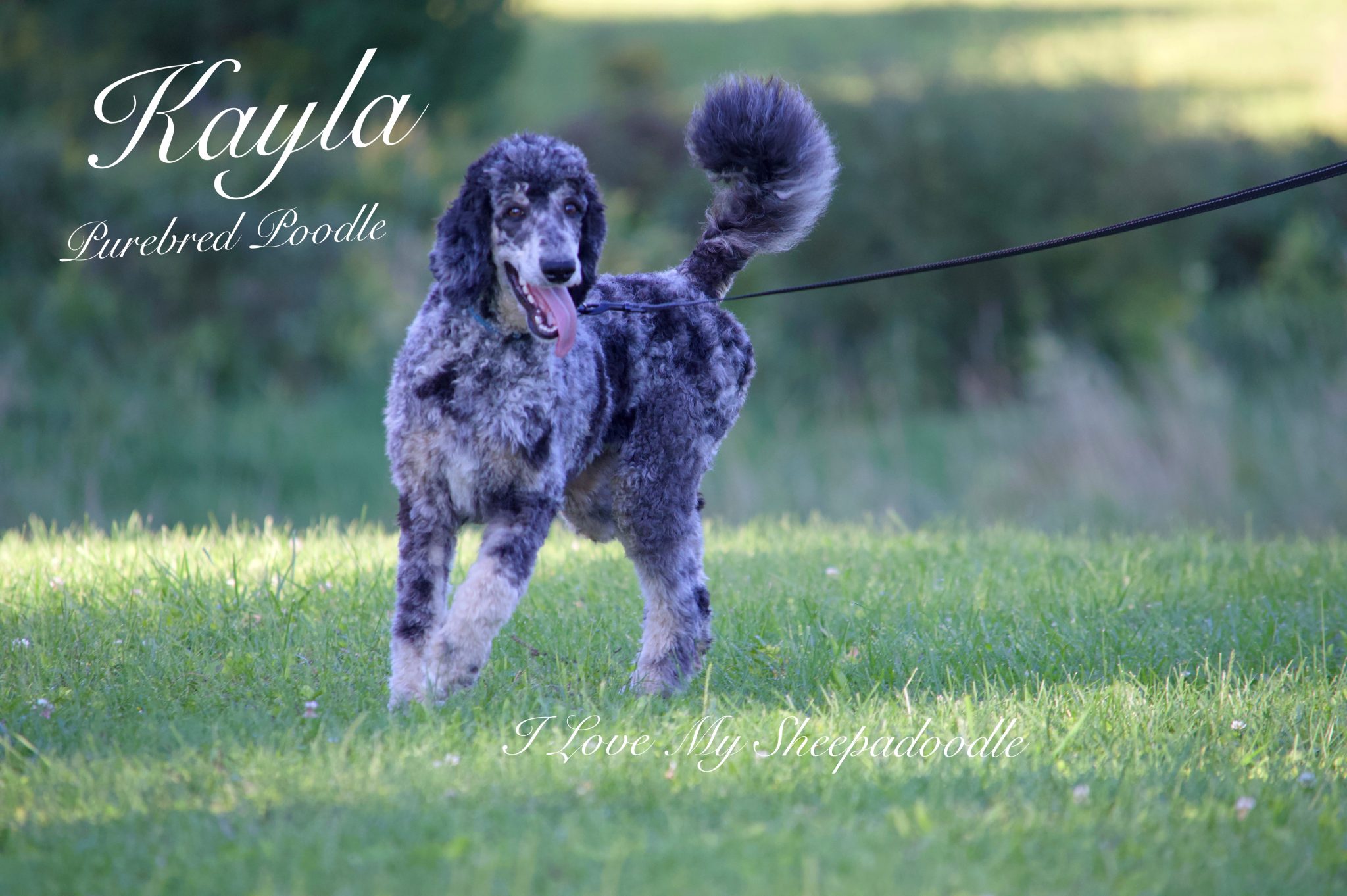 Our Dogs – I Love My Sheepadoodle