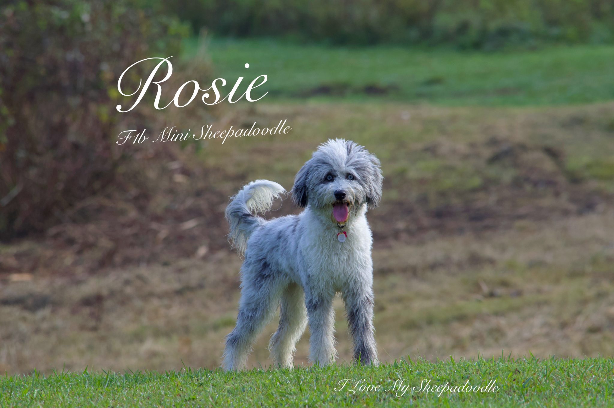 FAQ – I Love My Sheepadoodle