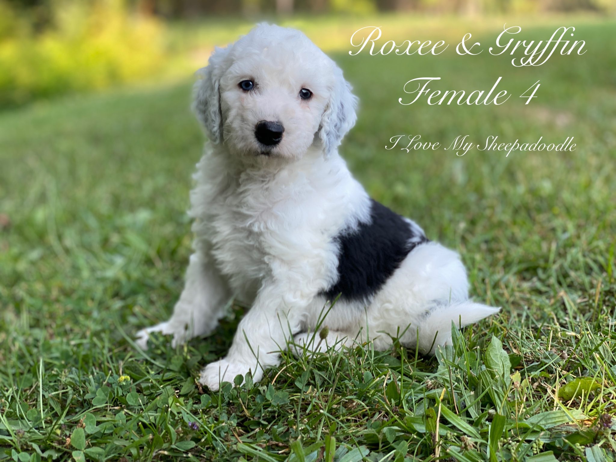 I Love My Sheepadoodle – Sheepadoodles, Ontario, Canada