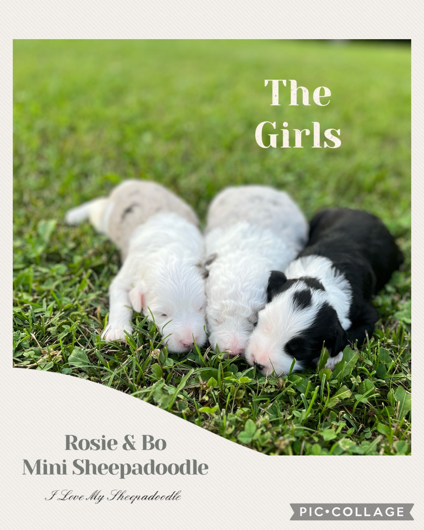 Mini Sheepadoodles – I Love My Sheepadoodle