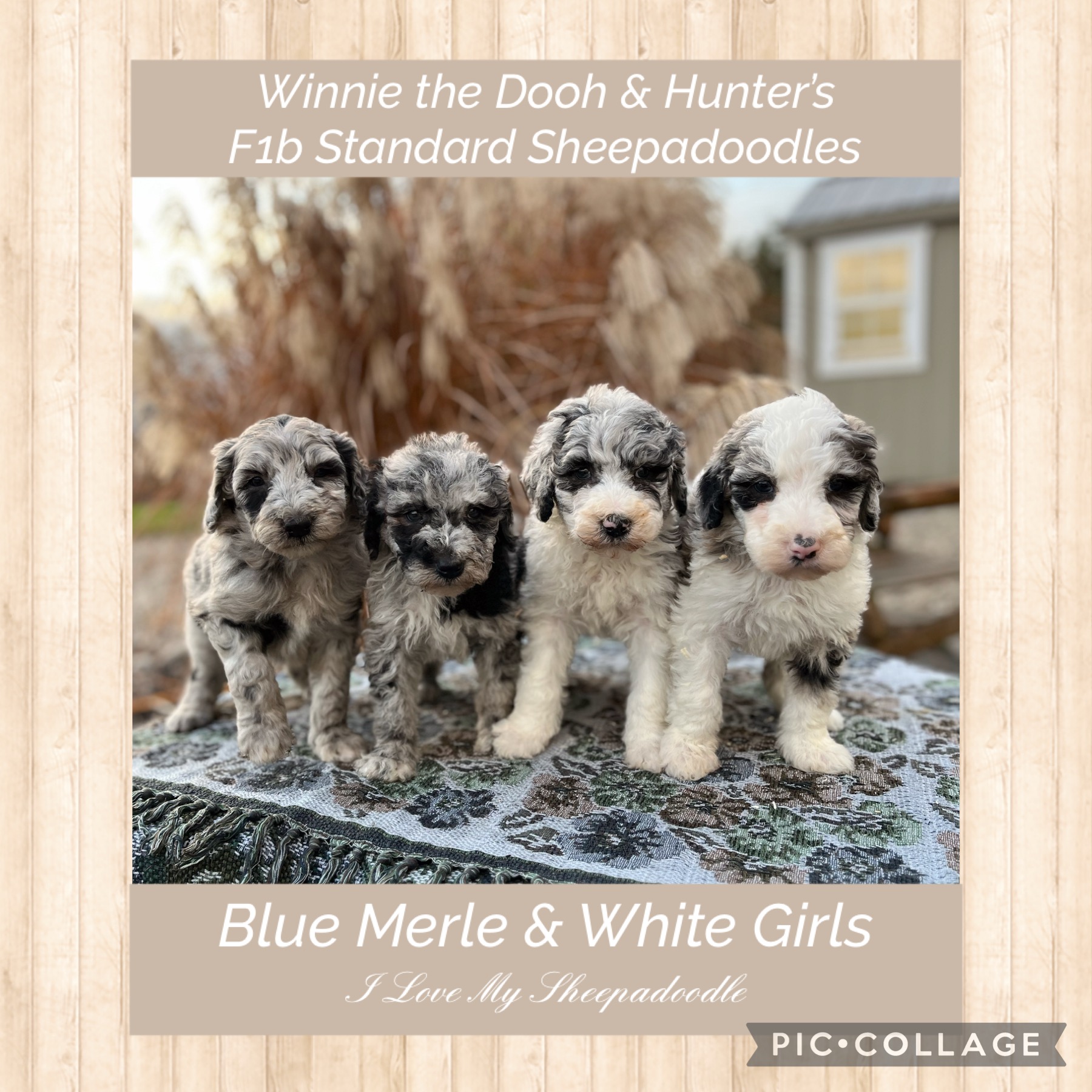 I Love My Sheepadoodle – Sheepadoodles, Ontario, Canada