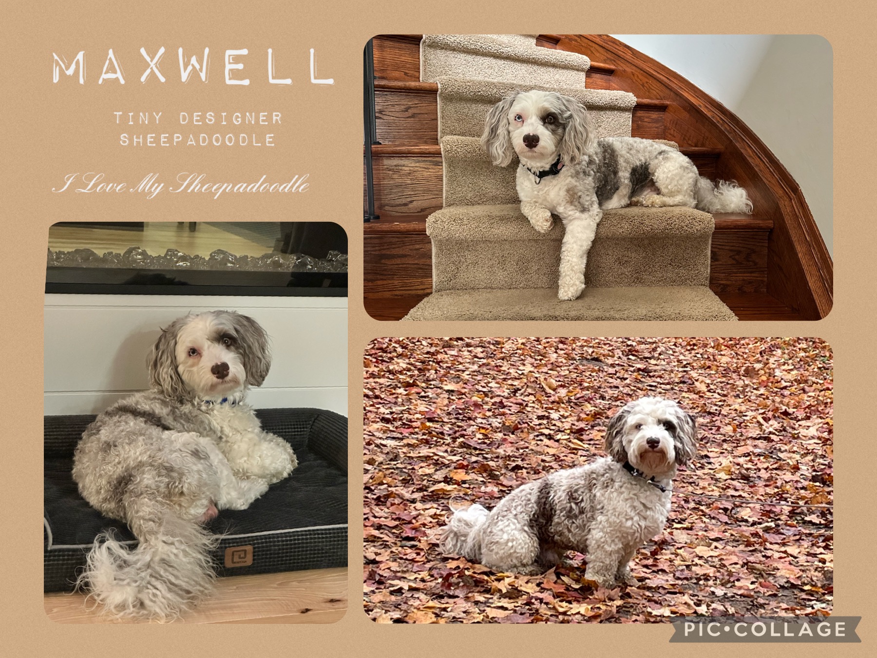 The Guys – I Love My Sheepadoodle