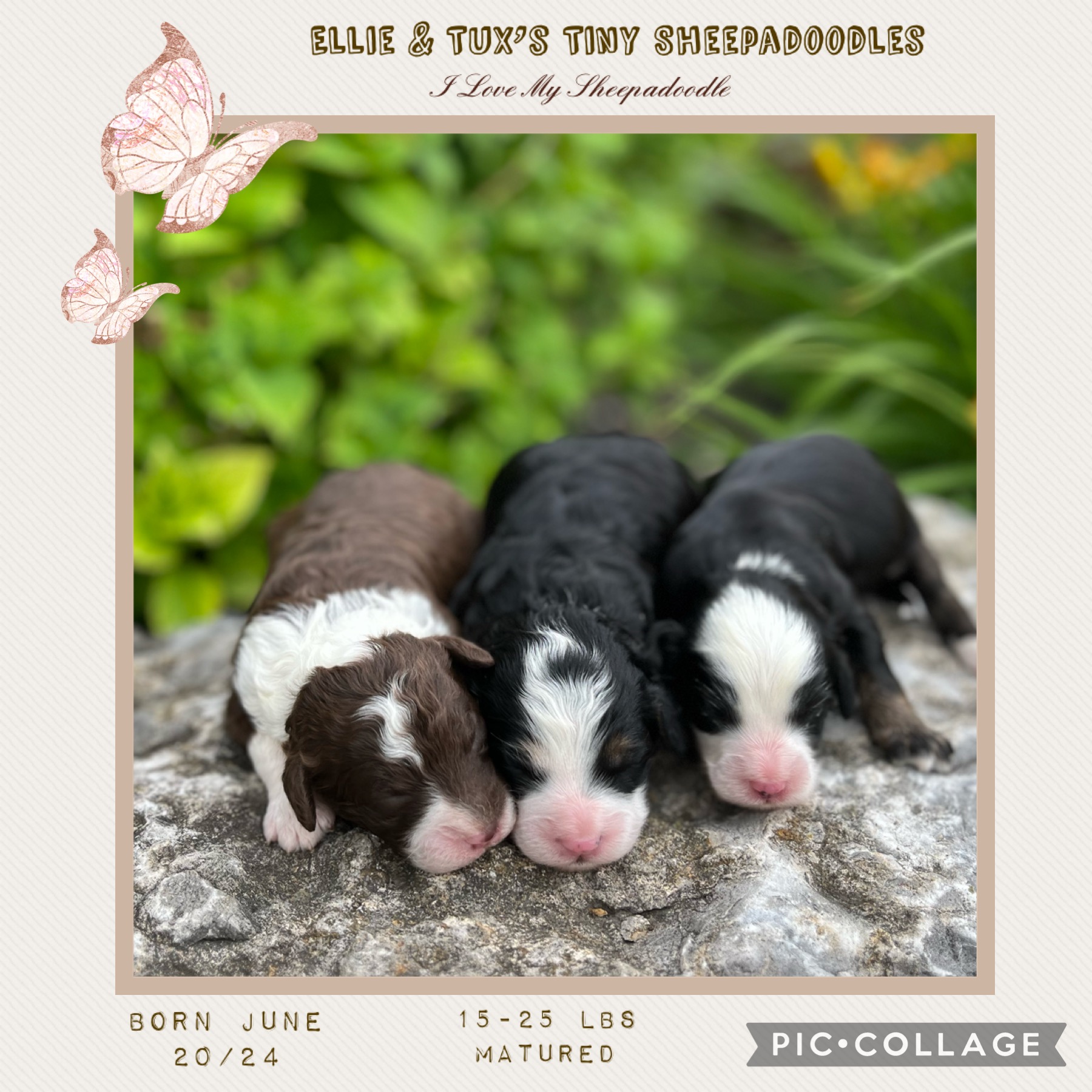 I Love My Sheepadoodle – Sheepadoodles, Ontario, Canada