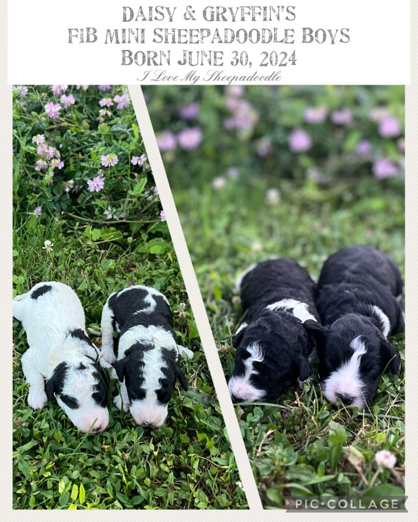 Available Puppies – I Love My Sheepadoodle