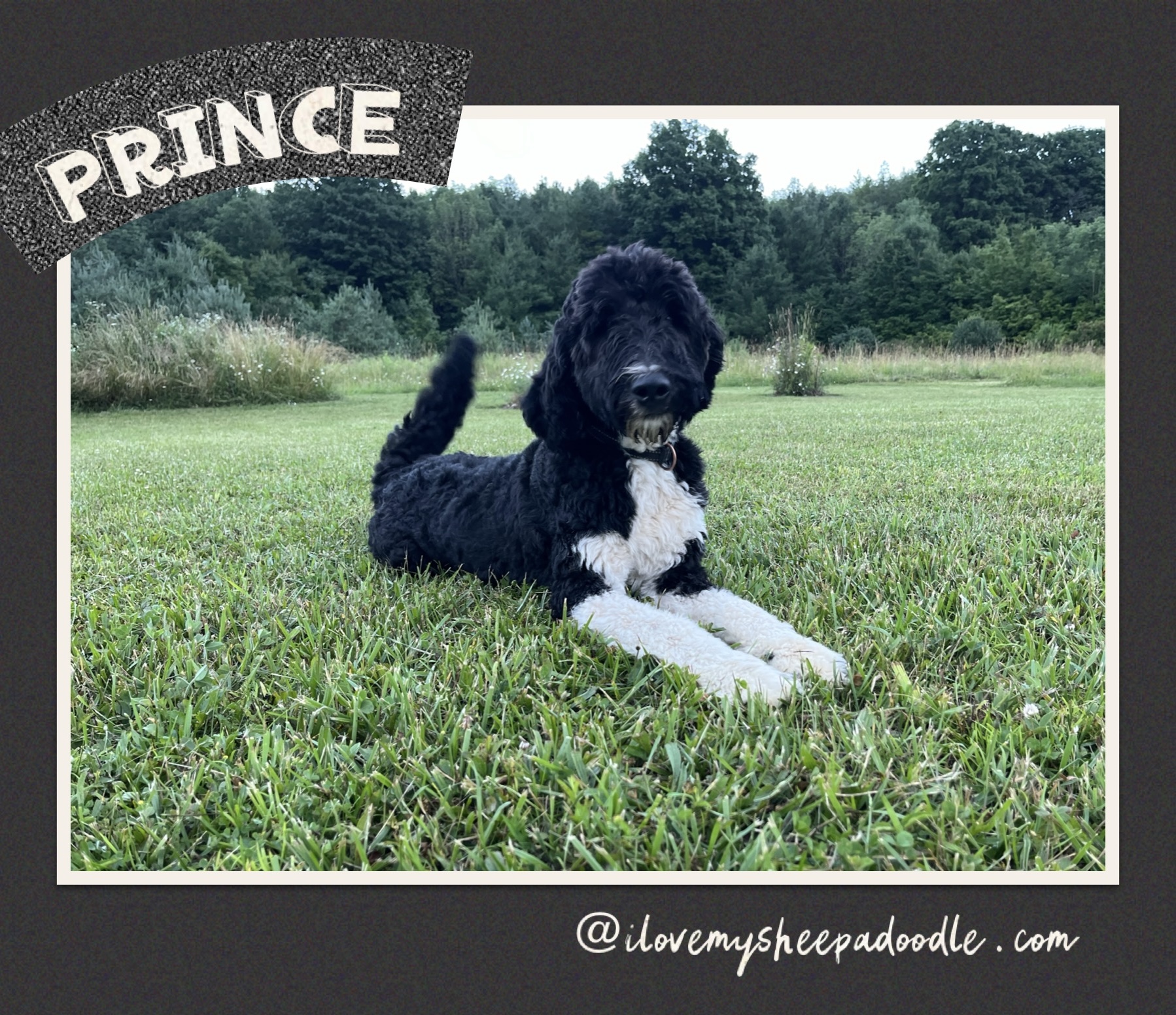 Available Puppies – I Love My Sheepadoodle