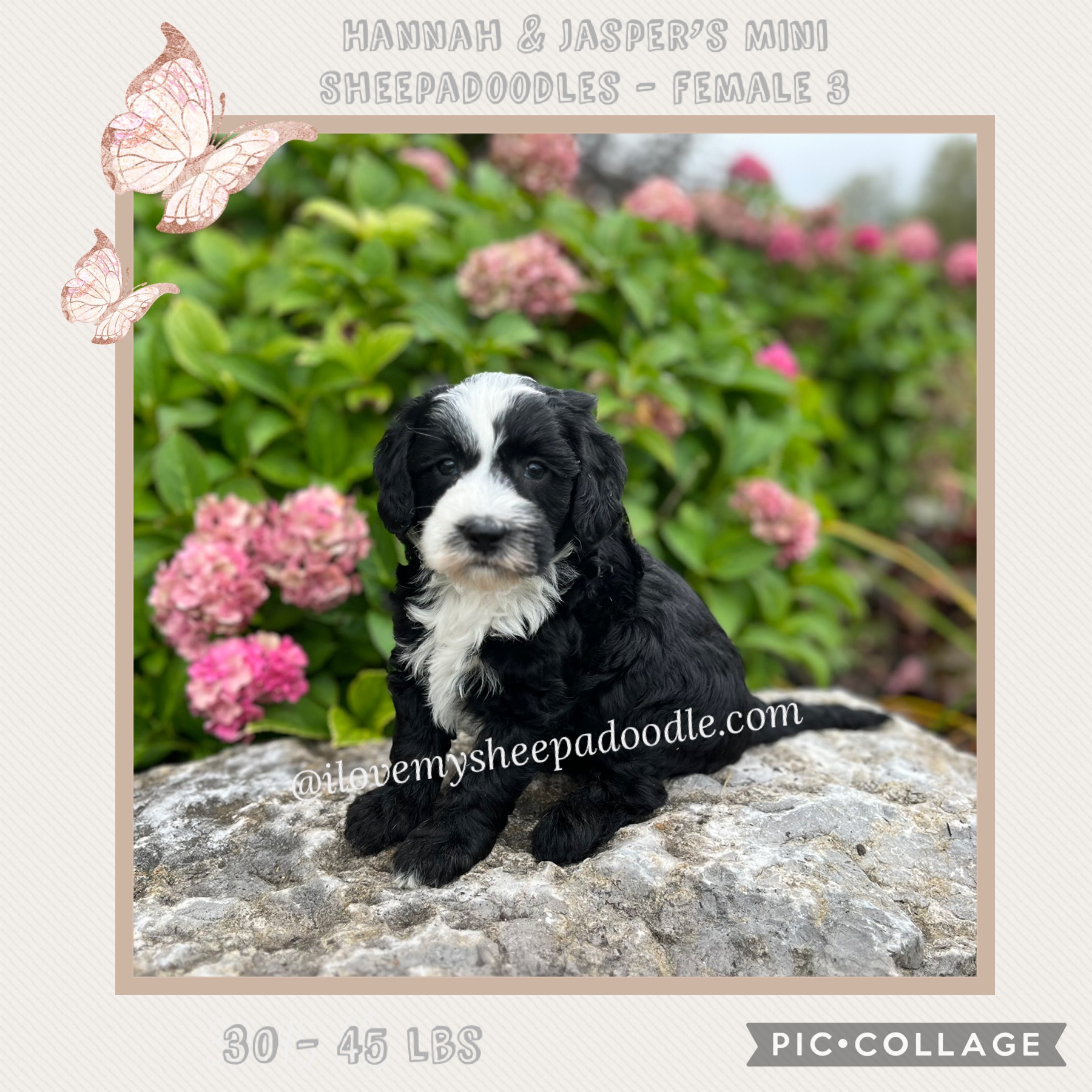 I Love My Sheepadoodle – Sheepadoodles, Ontario, Canada