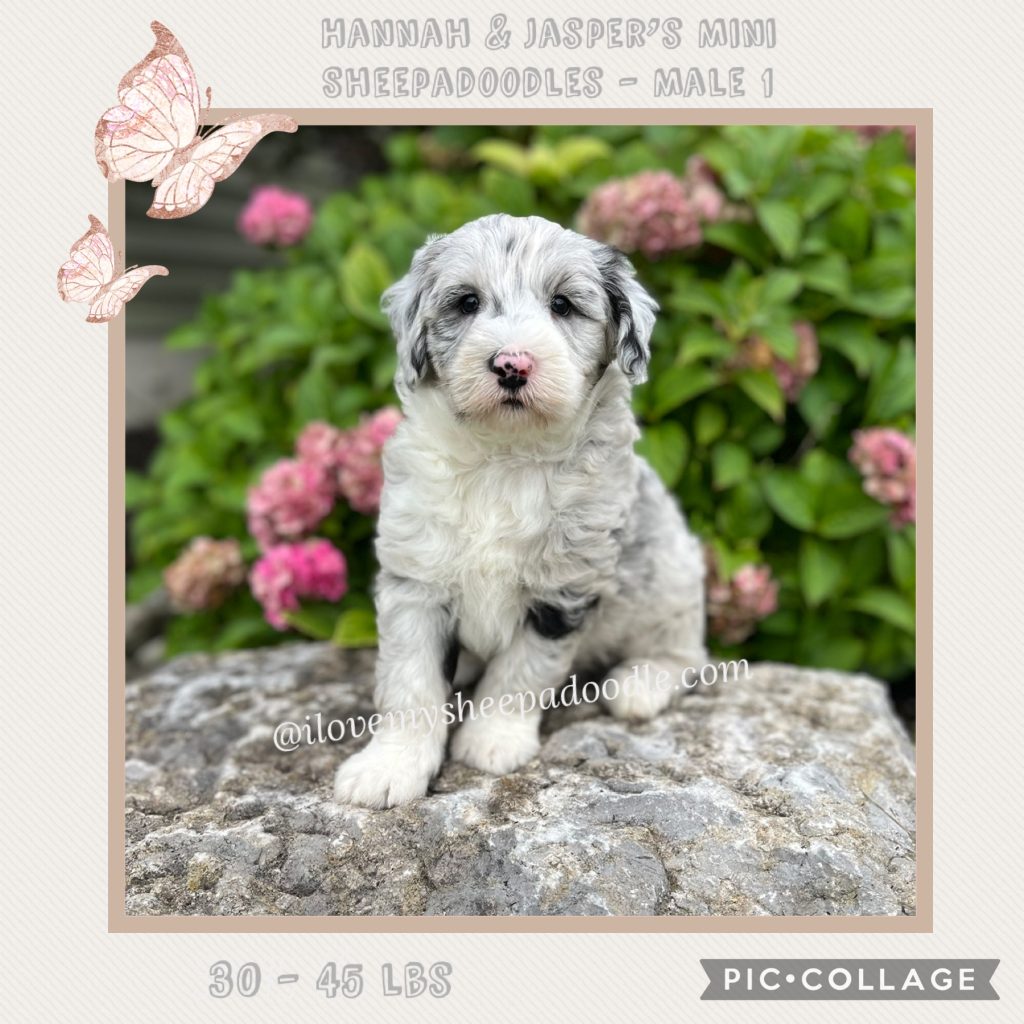 Mini Sheepadoodles – I Love My Sheepadoodle