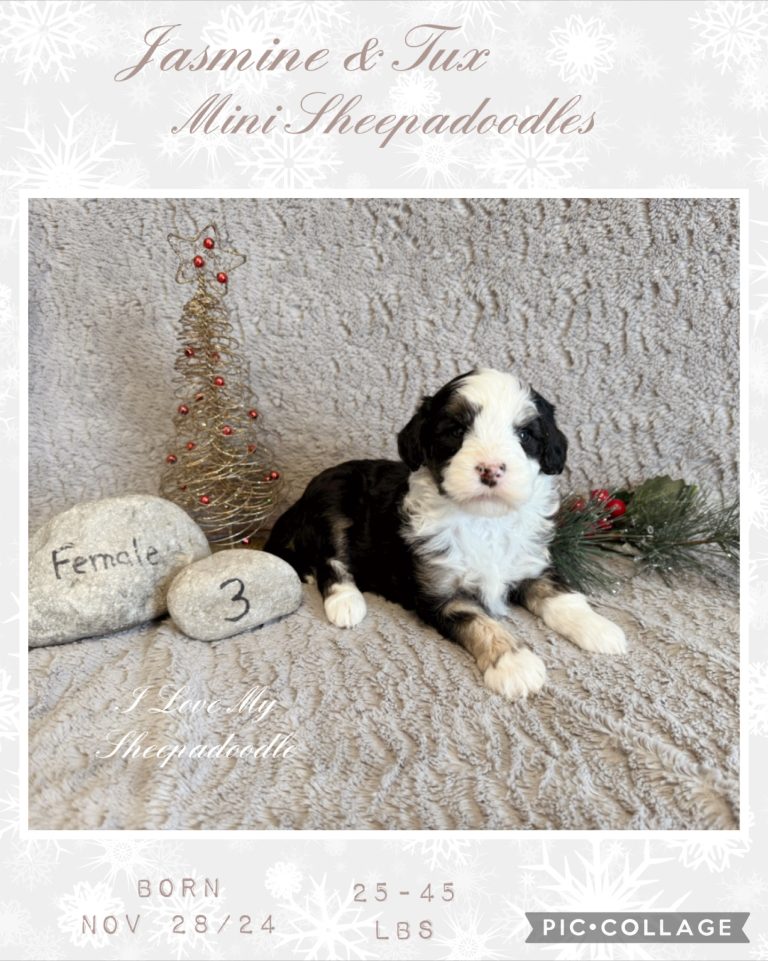 Mini Sheepadoodles – I Love My Sheepadoodle