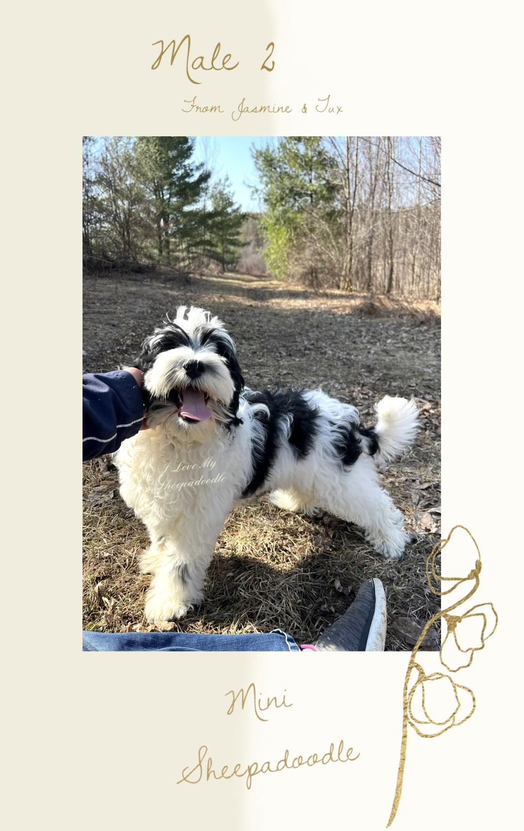 Mini Sheepadoodles – I Love My Sheepadoodle