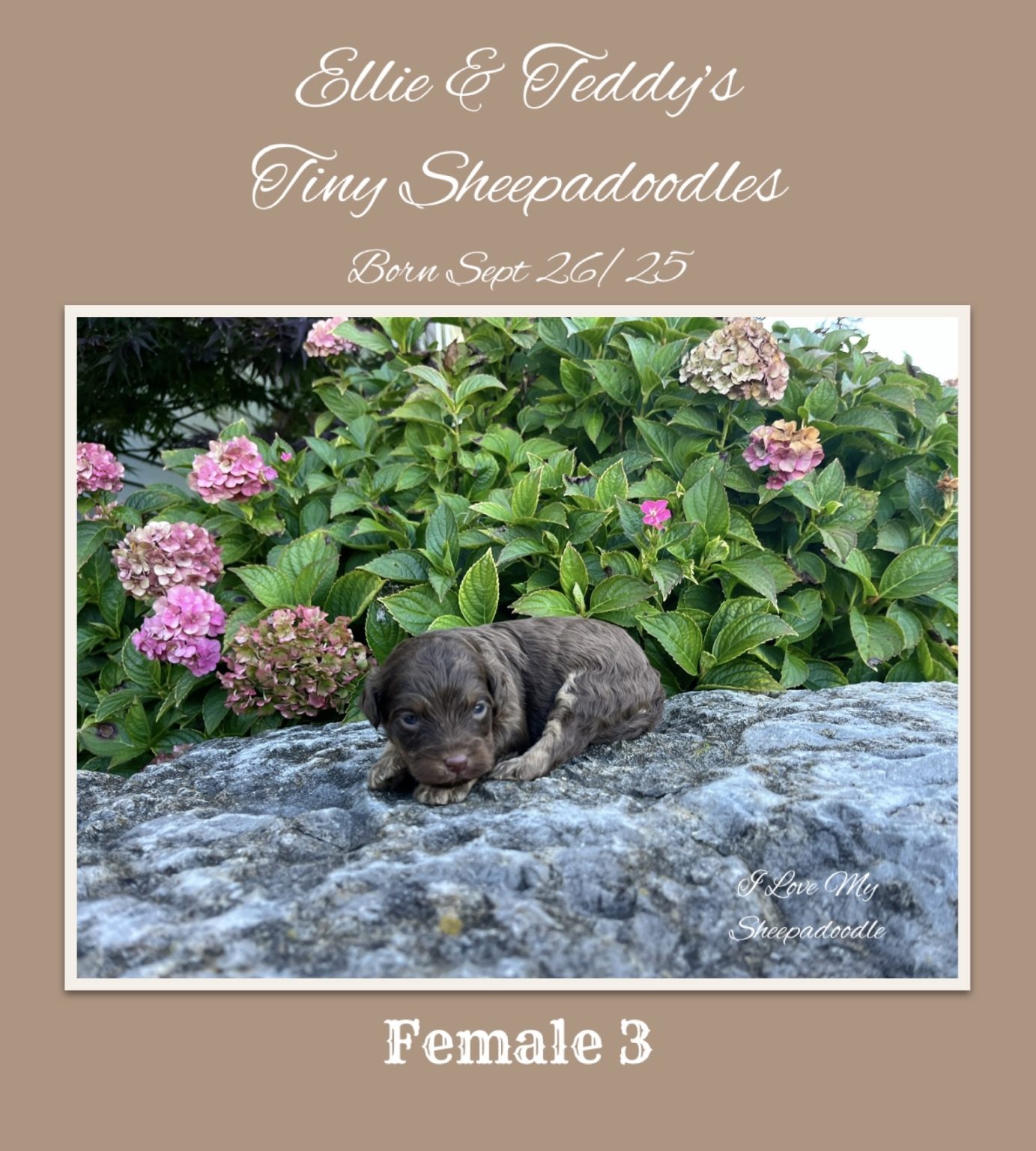 Ellie & Teddy – I Love My Sheepadoodle