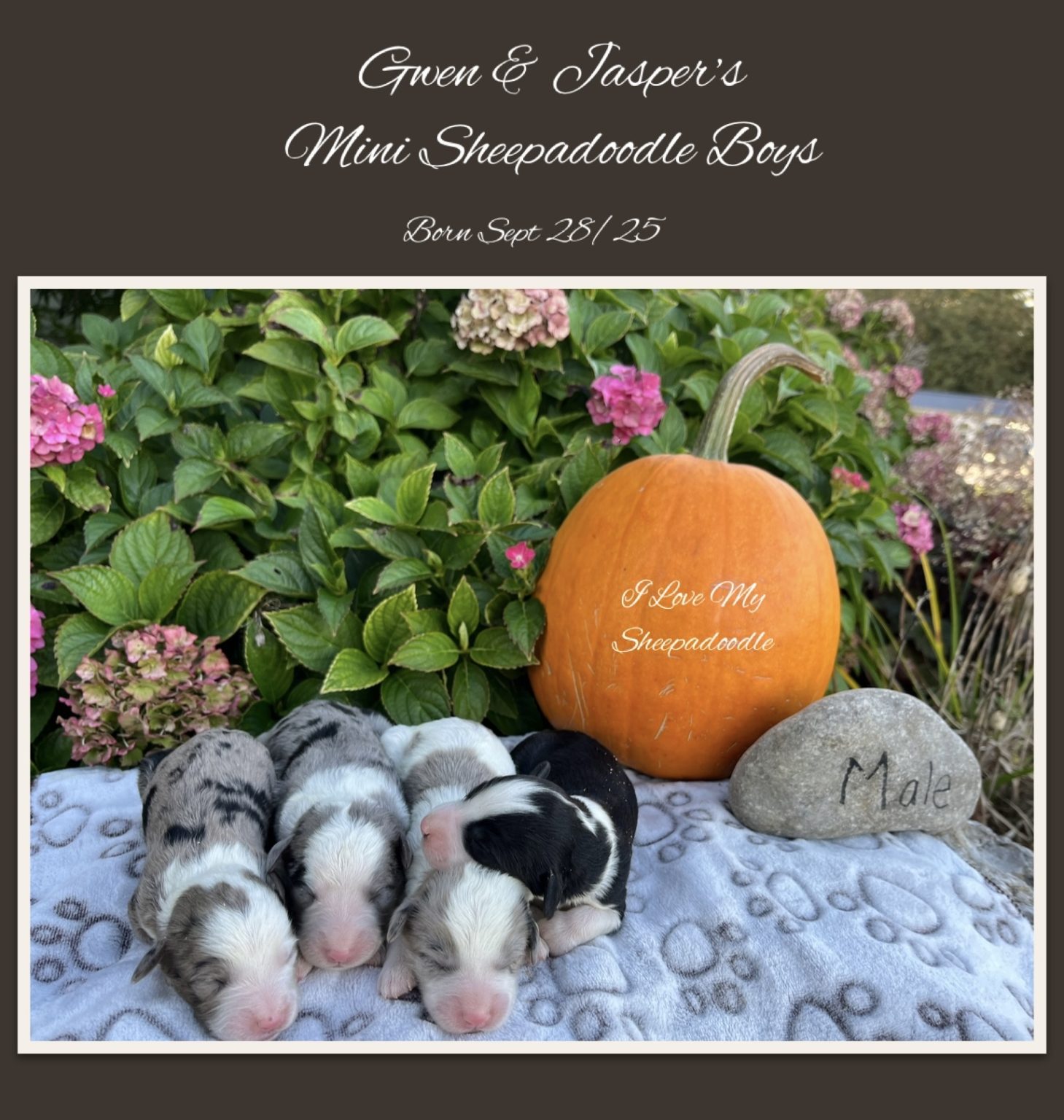 Mini Sheepadoodles – I Love My Sheepadoodle